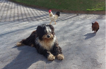 Lahmenhof | Urlaub in der Rhön